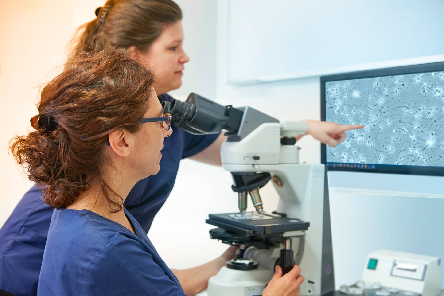 Ablauf | Erlanger Samenbank