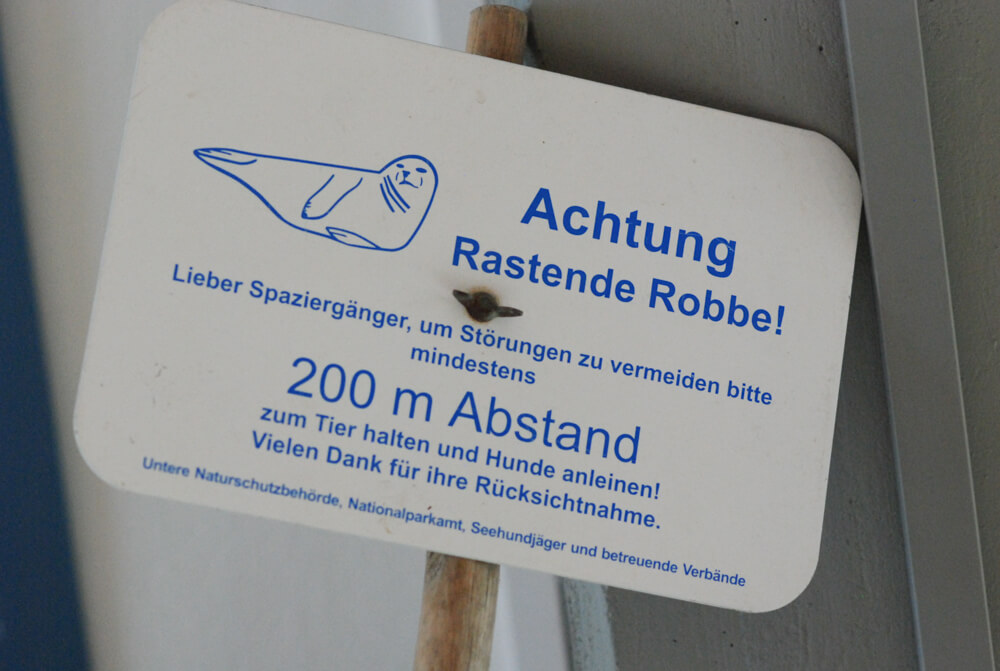 Seehunde beobachten auf Sylt | Insel Sylt