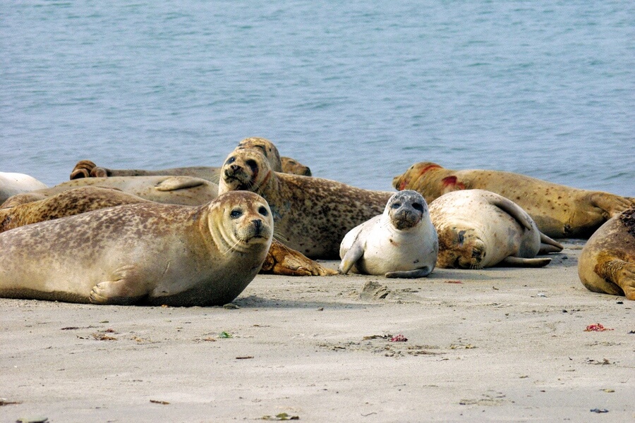 Seehunde beobachten auf Sylt | Insel Sylt