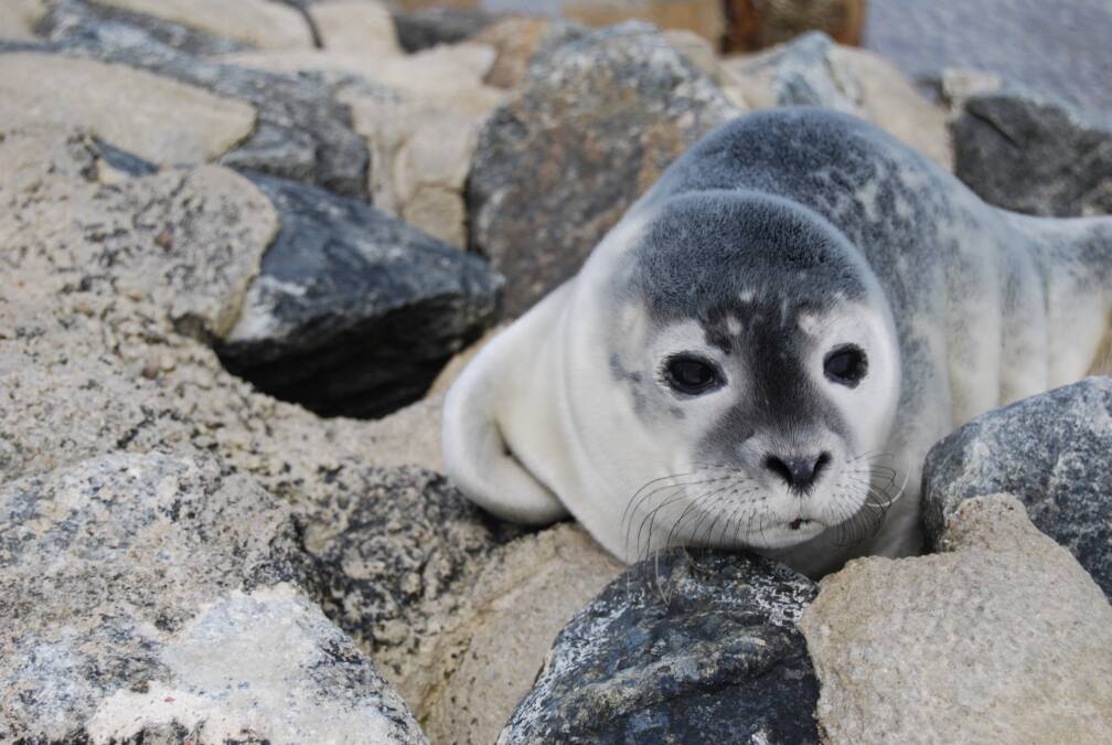 Schiffsausflüge | Insel Sylt