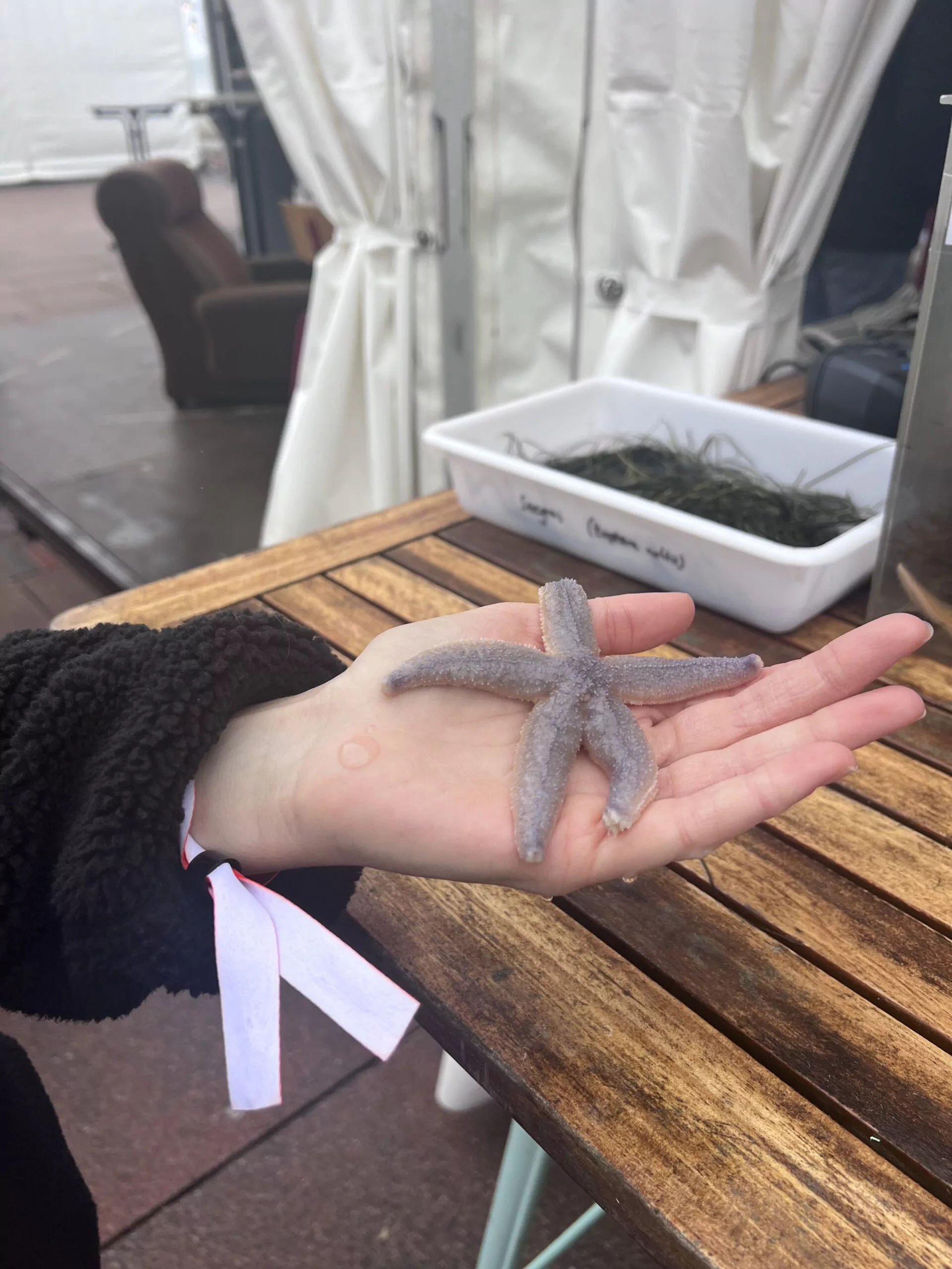 Forschung zum Anfassen – Alfred-Wegener-Institut auf dem Windsurf World ...